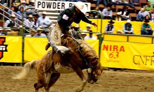 Bronc rider Winn takes 2nd at rodeo nationals - THE REVIEW