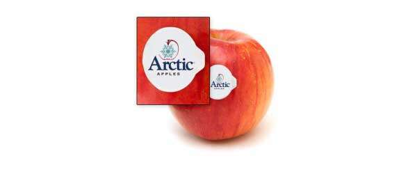 Arctic apples - THE REVIEW